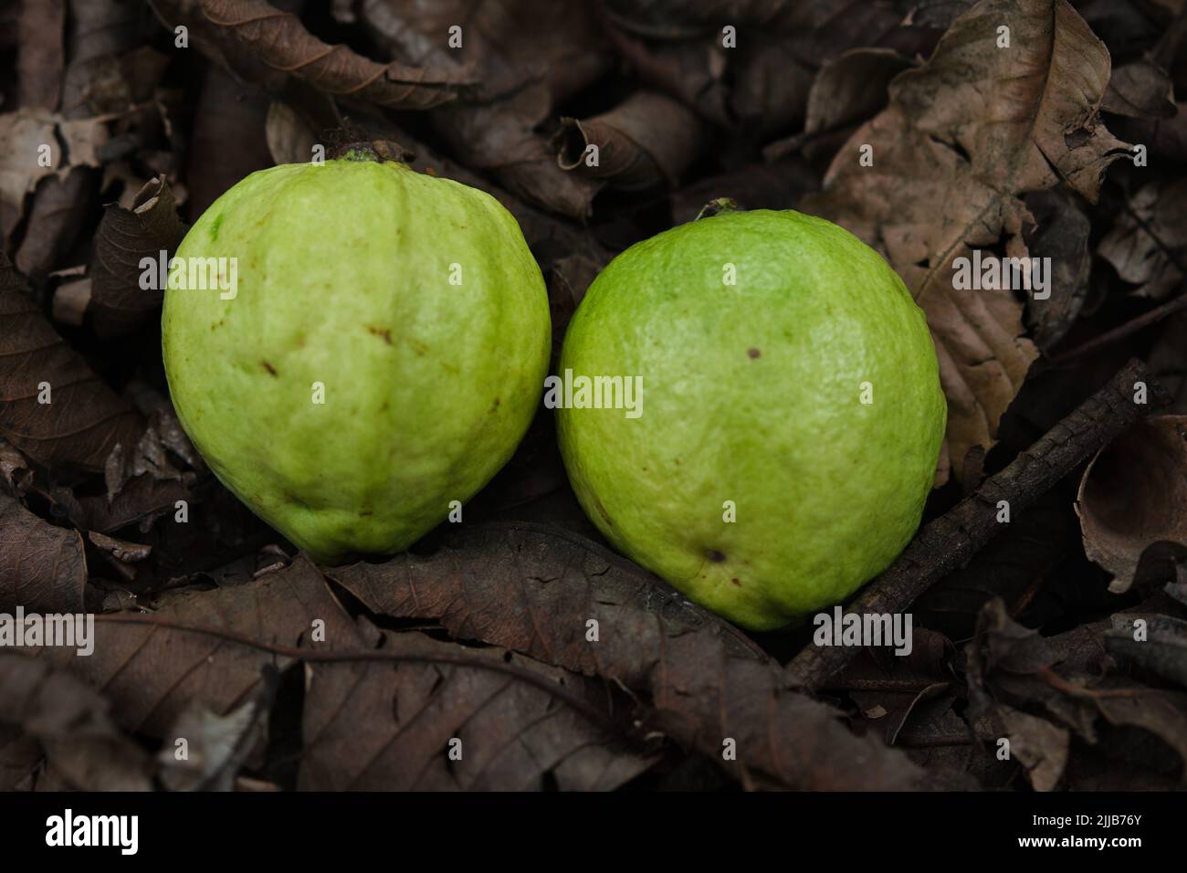 Organic guava fruit. green guava fruit hanging on tree in agriculture ...