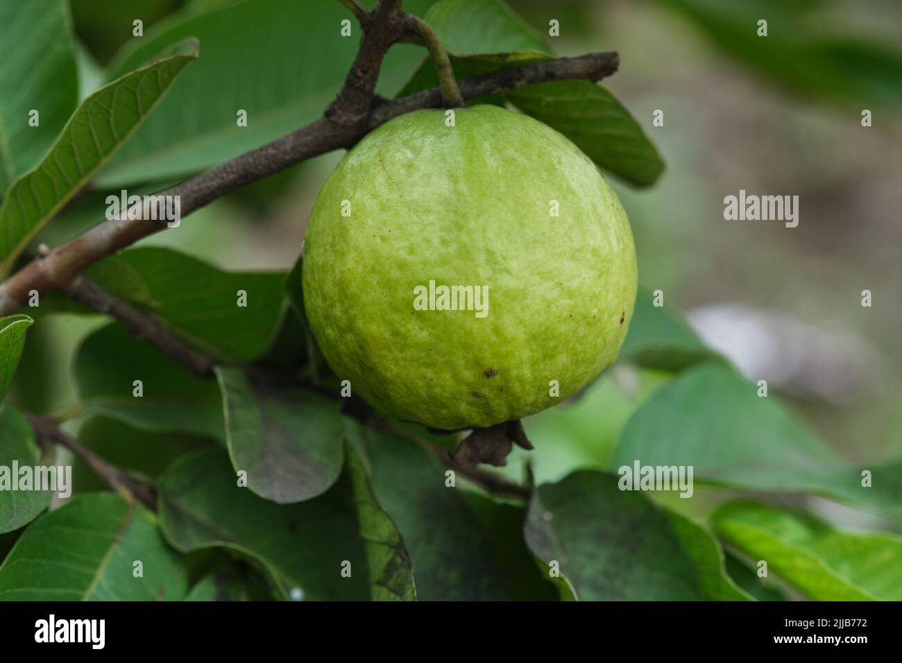 Organic guava fruit. green guava fruit hanging on tree in agriculture ...