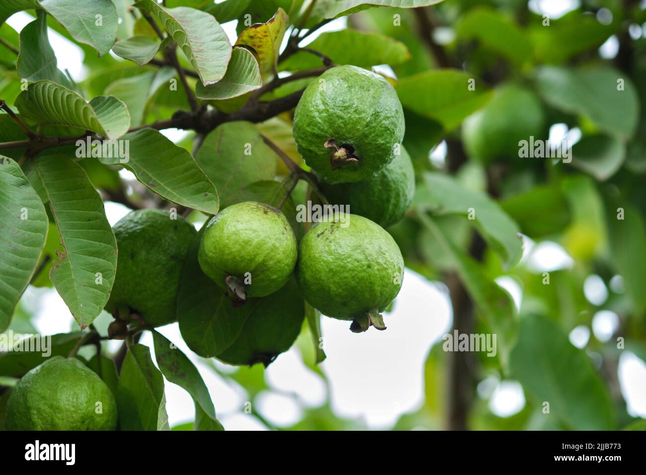 Organic guava fruit. green guava fruit hanging on tree in agriculture ...
