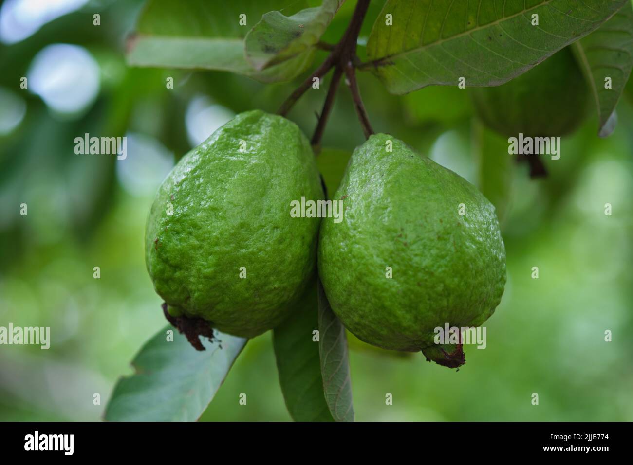 Organic guava fruit. green guava fruit hanging on tree in agriculture ...