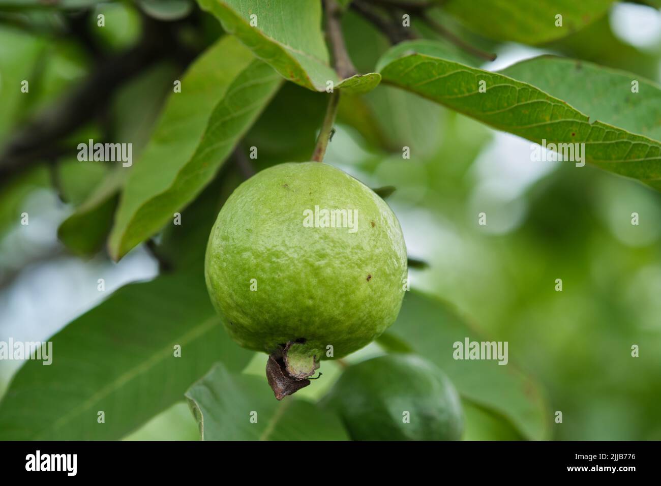 Organic guava fruit. green guava fruit hanging on tree in agriculture ...