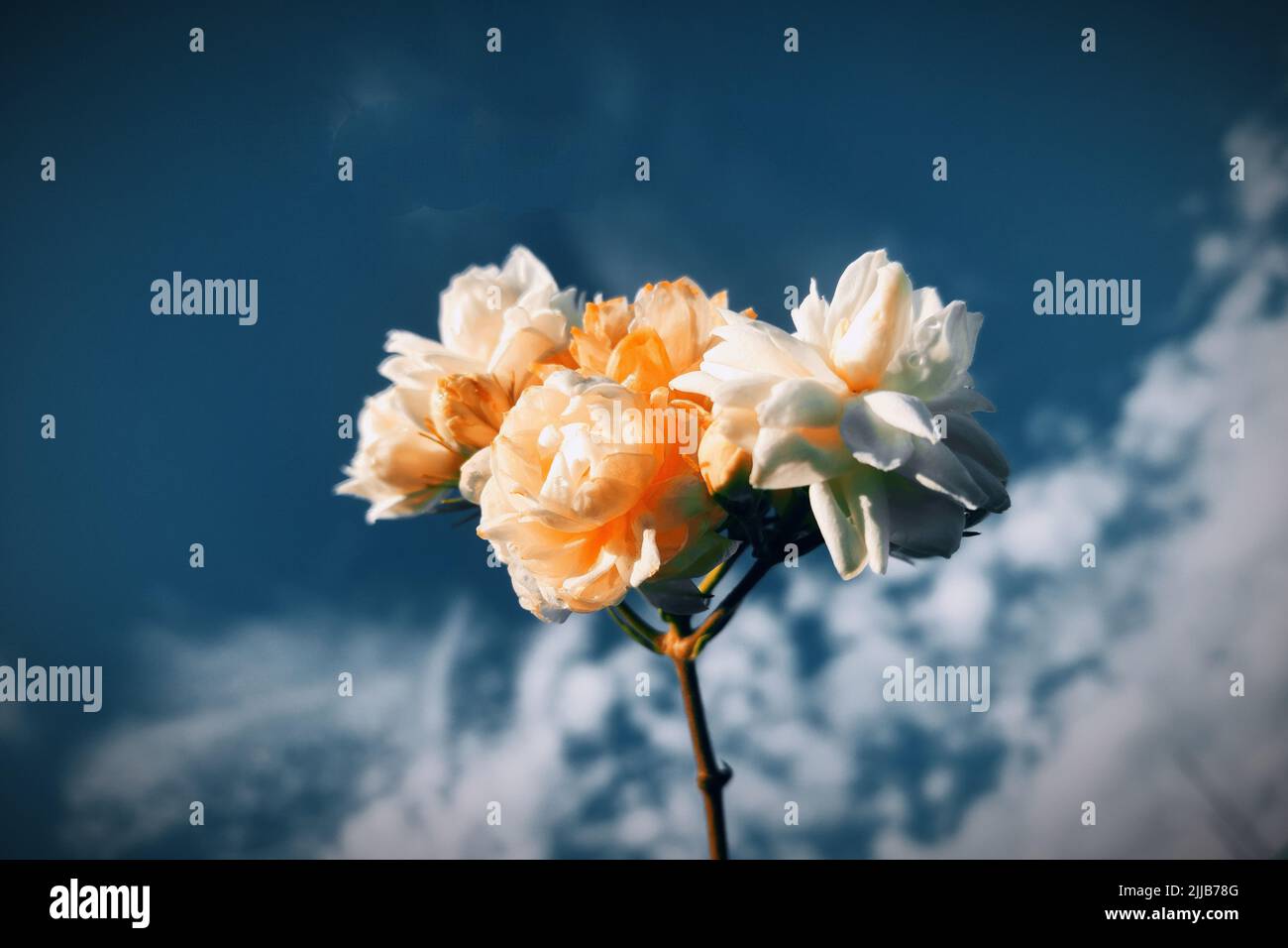A white roses with a cloudy sky background Stock Photo - Alamy