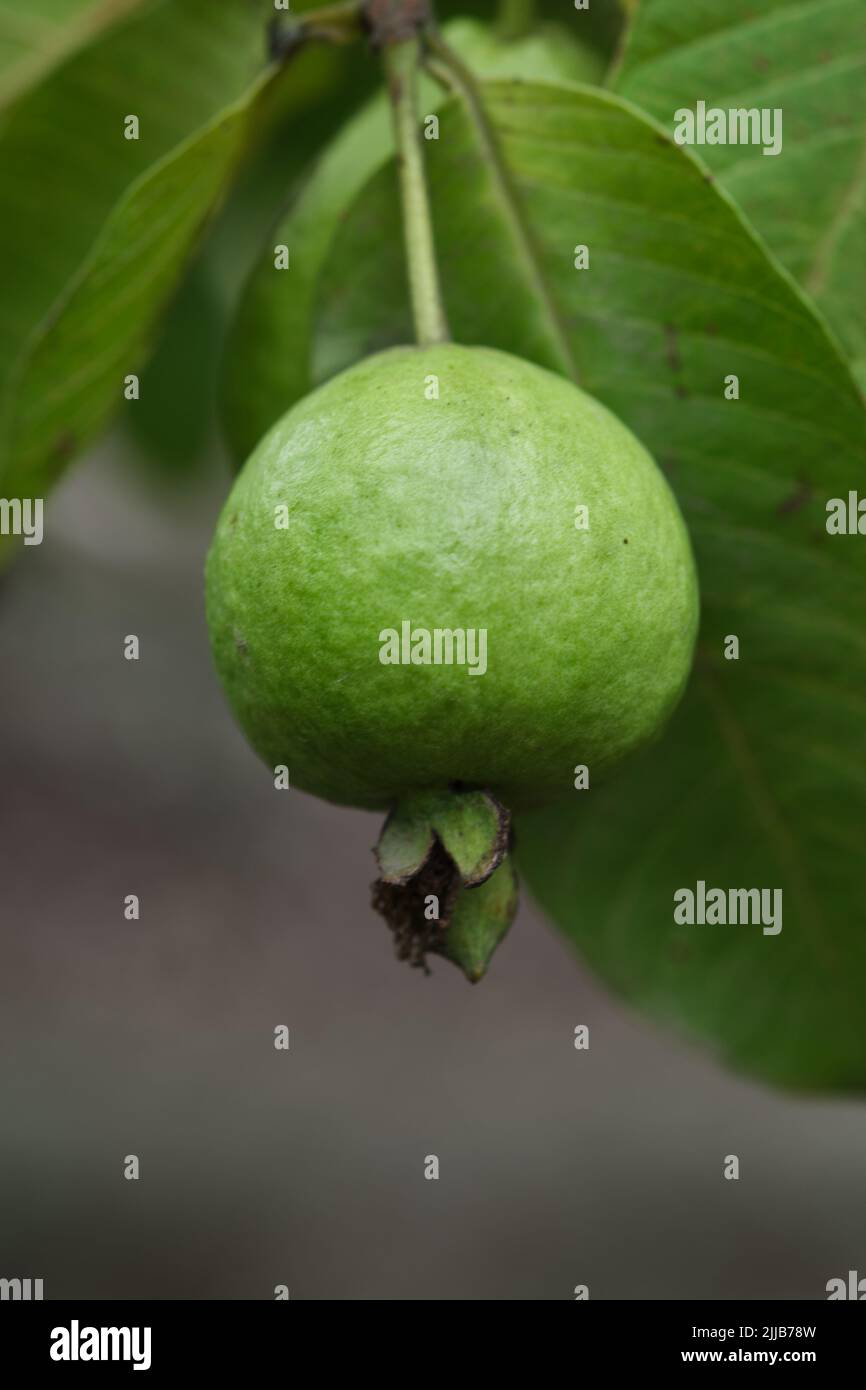 Organic guava fruit. green guava fruit hanging on tree in agriculture ...