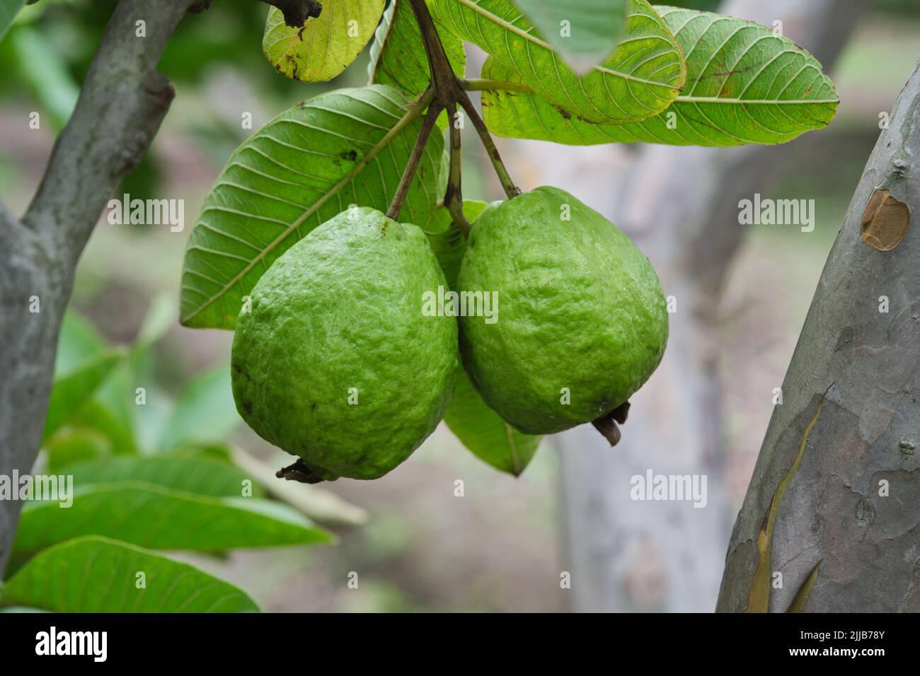 Organic guava fruit. green guava fruit hanging on tree in agriculture ...