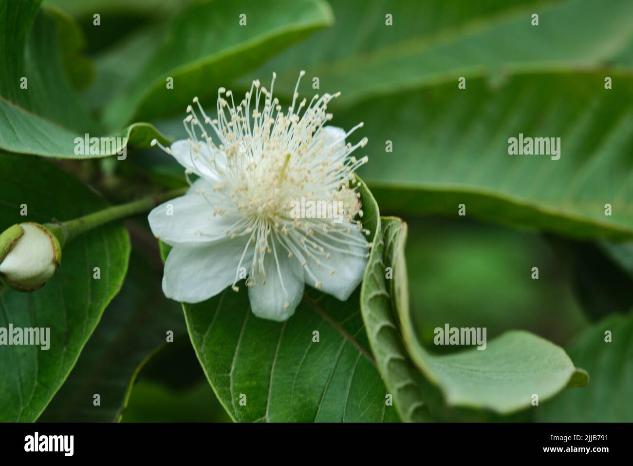 Guava Flower Morphology