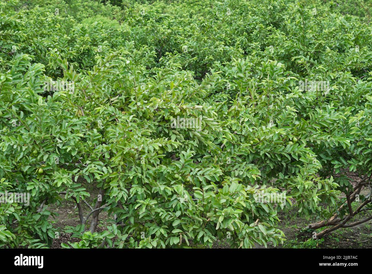 Organic guava fruit. green guava fruit hanging on tree in agriculture ...