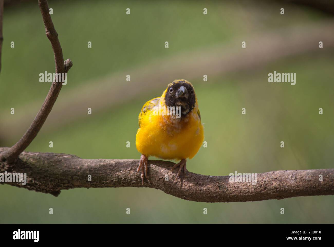 The close-up view of a little weaver perching on the branch Stock Photo ...