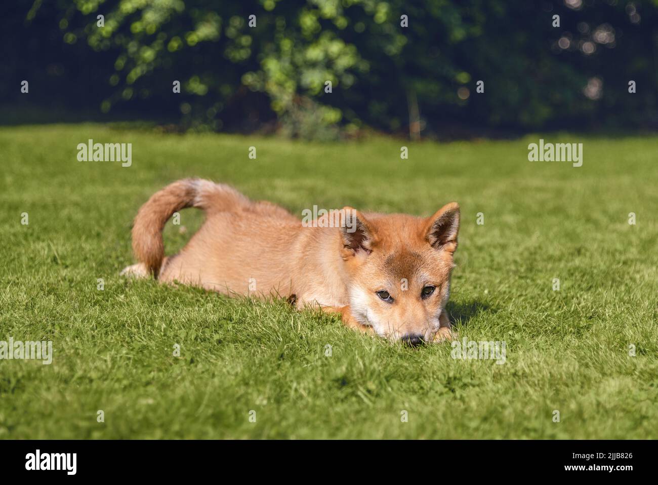 Shiba inu puppy is lying on the grass on sunny summer day Stock Photo ...