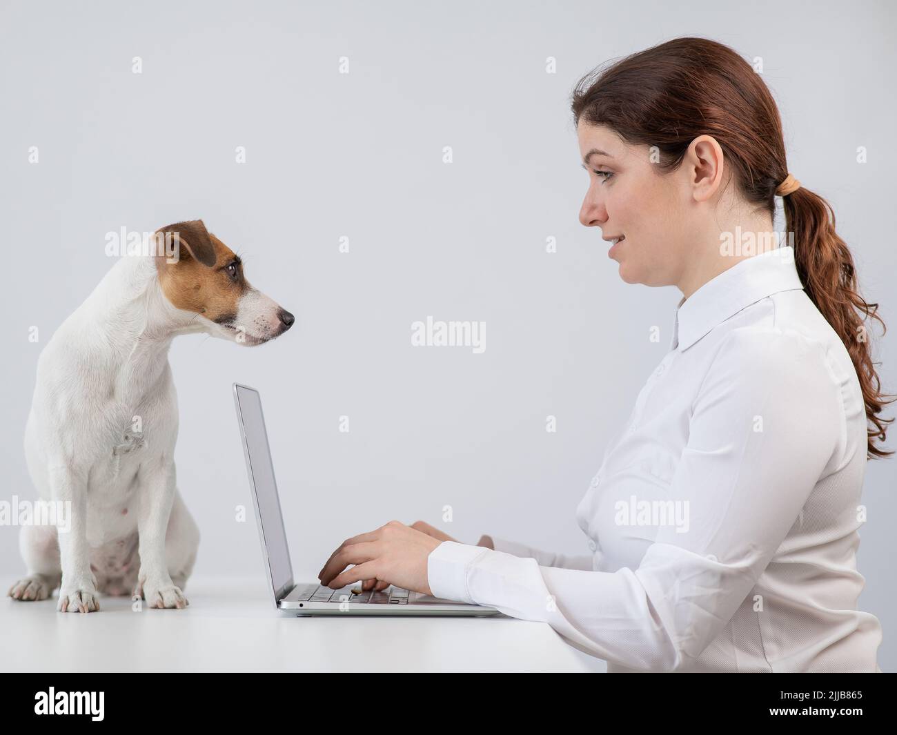 Caucasian woman working on laptop with jack russell terrier dog on ...