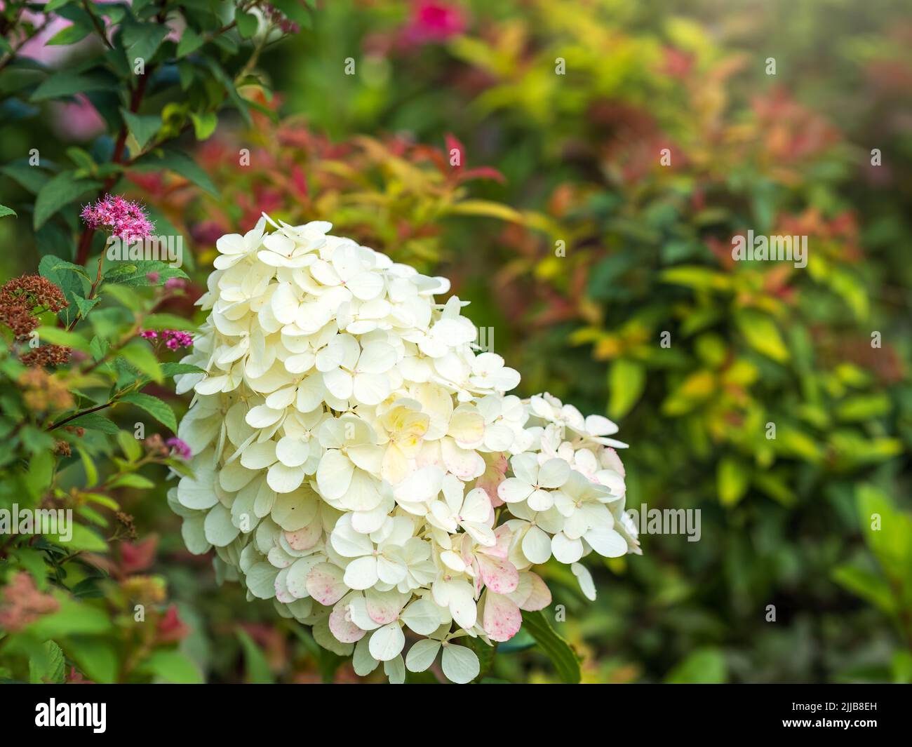 Lush white and yellow hydrangea flowers in summer. White and yellow ...