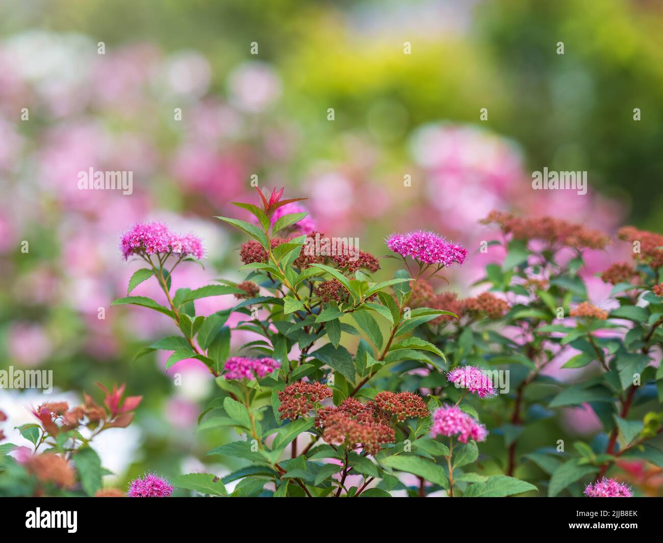 Flowers of Spiraea japonica double play pink, the Japanese meadowsweet ...