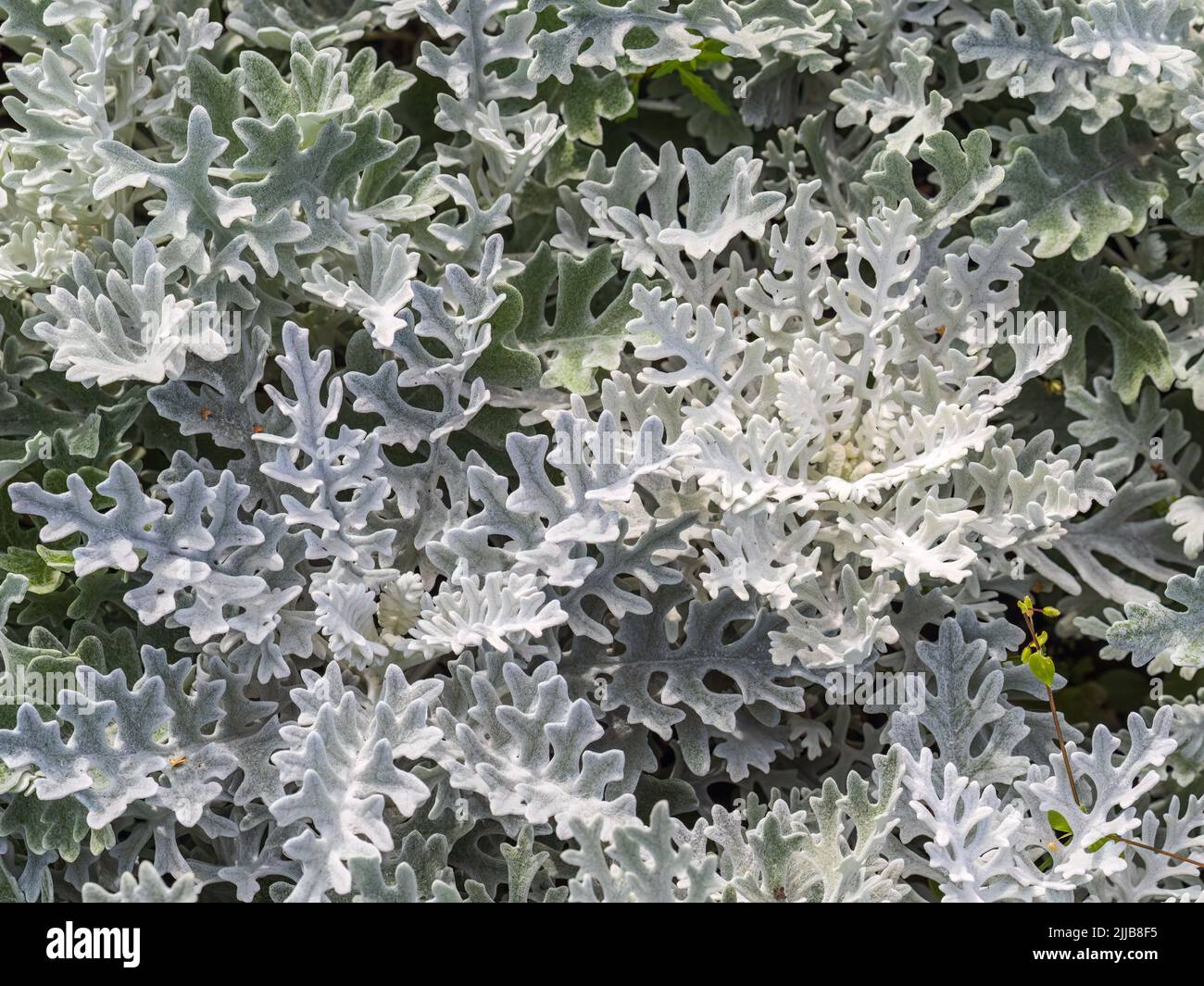 Leaves of Jacobaea maritima, commonly known as silver ragwort natural ...