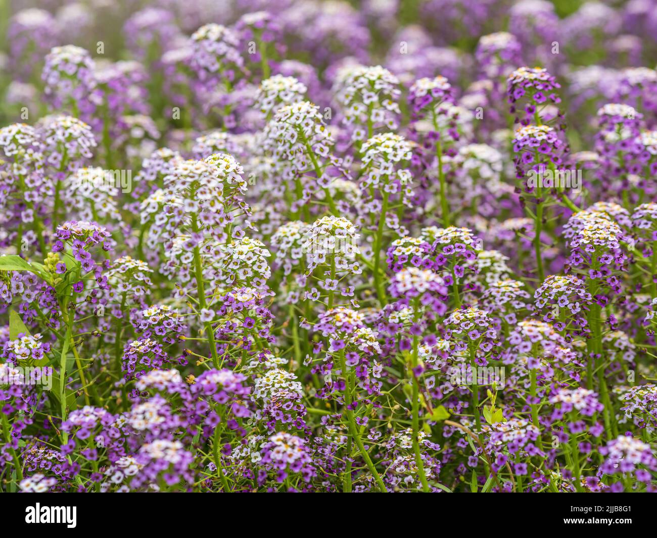 Dainty purple and white flowers of Lobularia maritima Alyssum maritimum ...