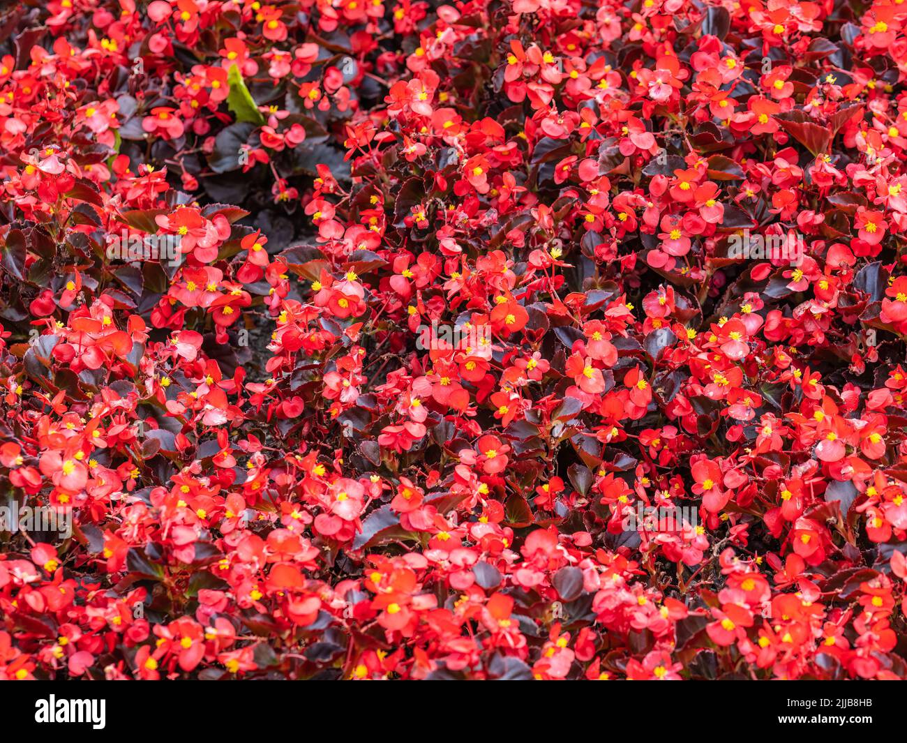 Landscape background with bright red flower beds blossoming against ...
