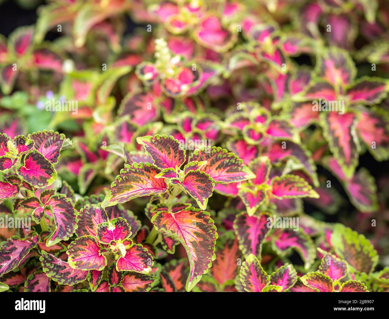 Green and Red leaf foliage background - ornamental redhead coleus shrub ...
