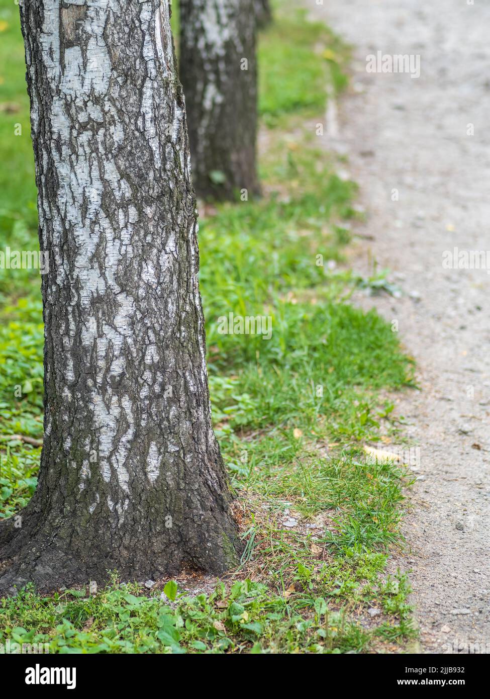 Summer walking path through the birch park in summer. Birch tree trunks ...