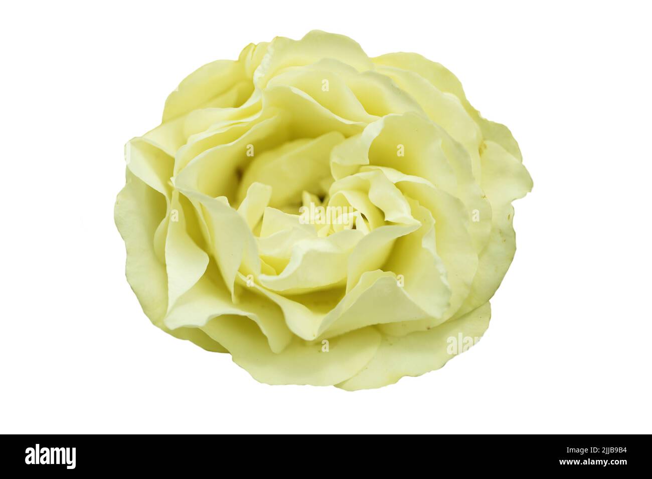 Cream, lemon-yellow shading with green tinge of Yellow N Lime ...