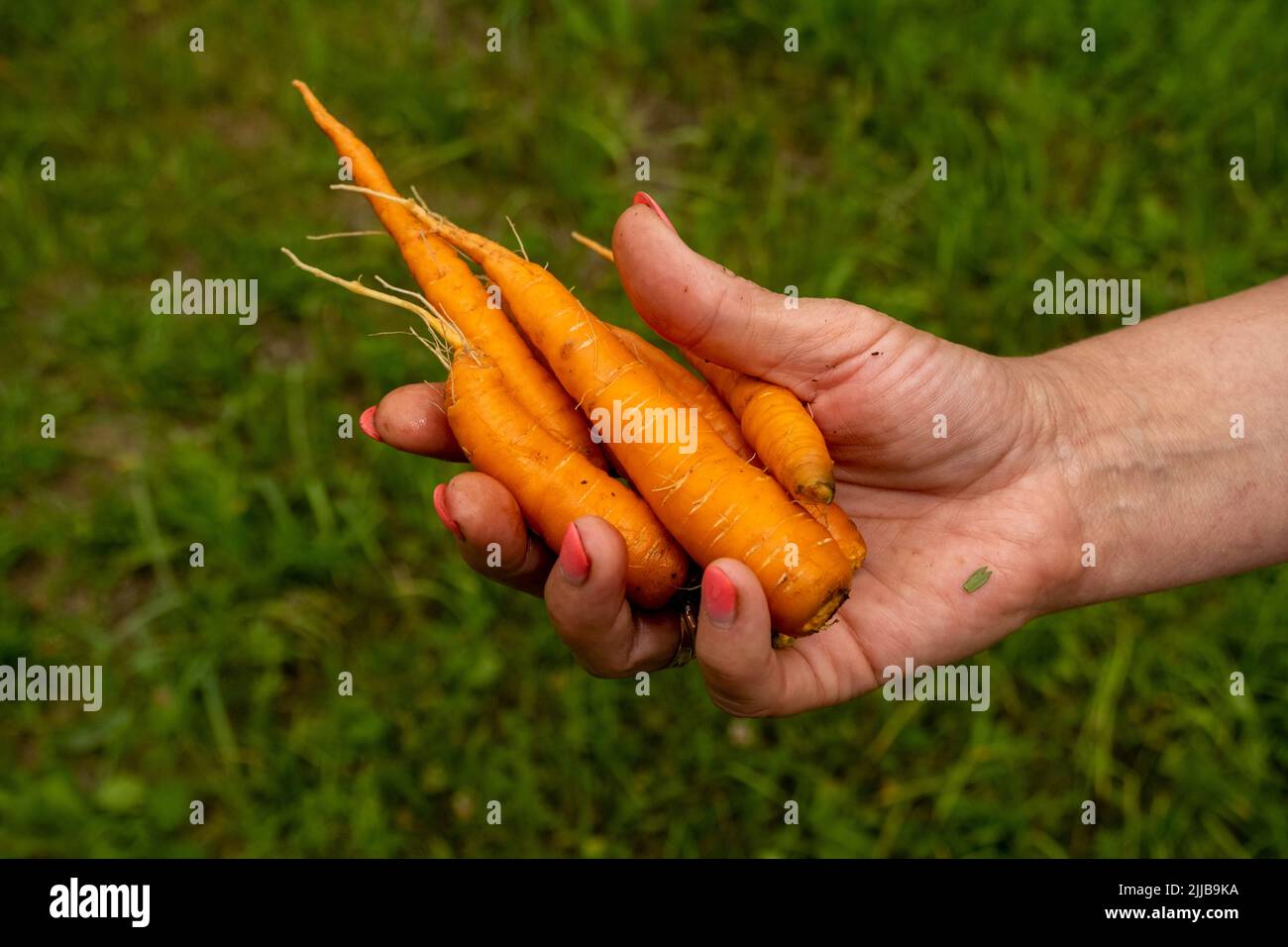 Fresh juicy freshly picked carrots in a woman's hand Stock Photo - Alamy