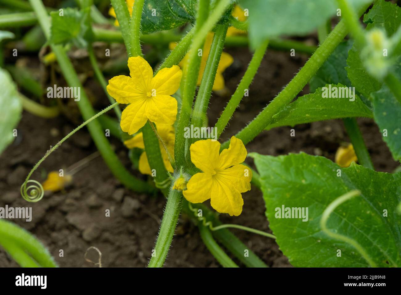 Small cucumber with yellow flower and tendrils close-up on the garden ...
