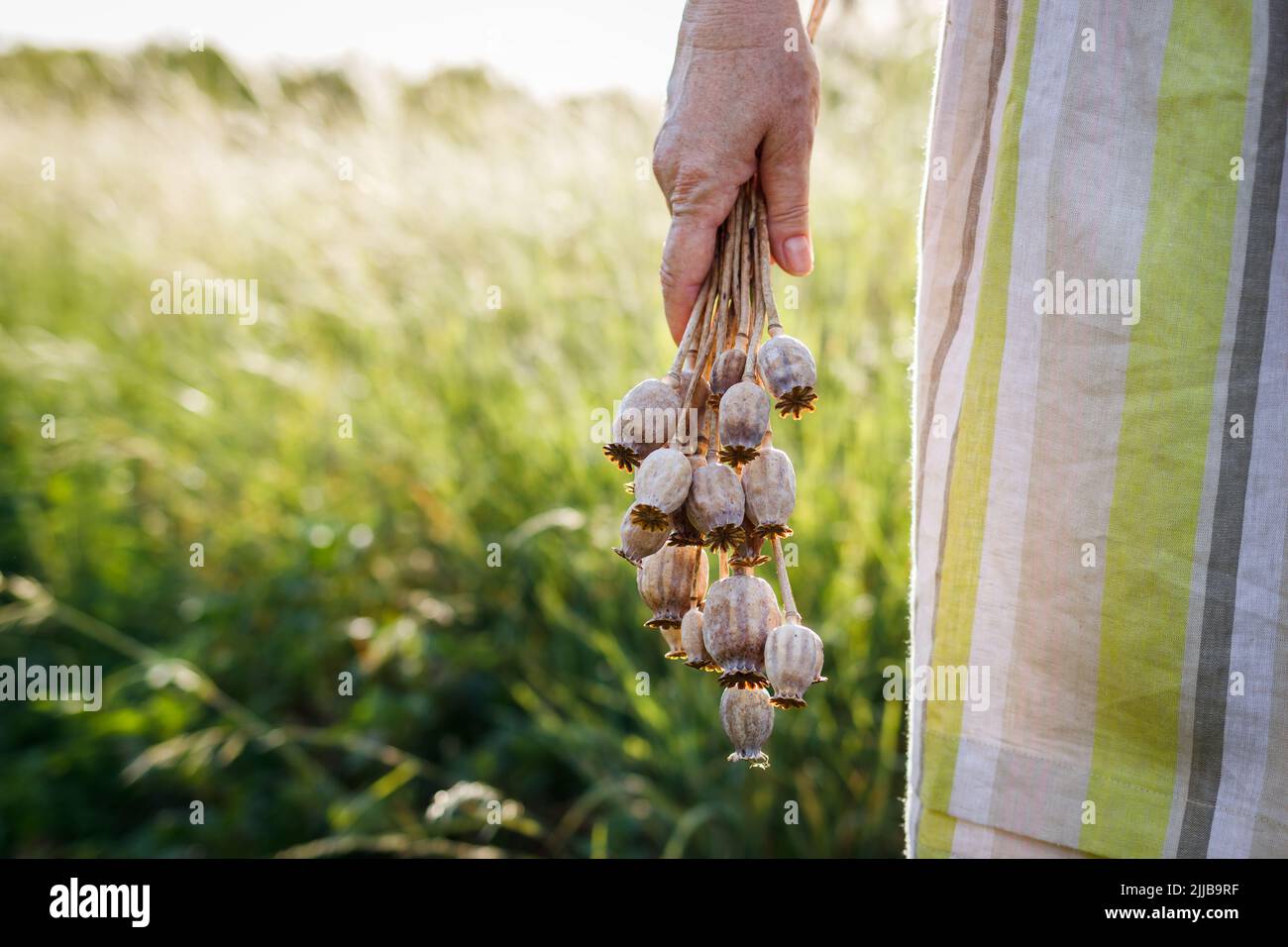 Hand holding poppy hi-res stock photography and images - Alamy