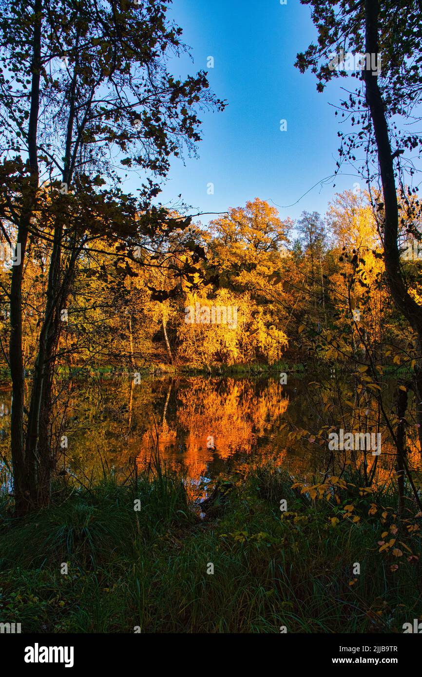 Forest lake with reflection in autumn and bright colors. Autumn leaves ...