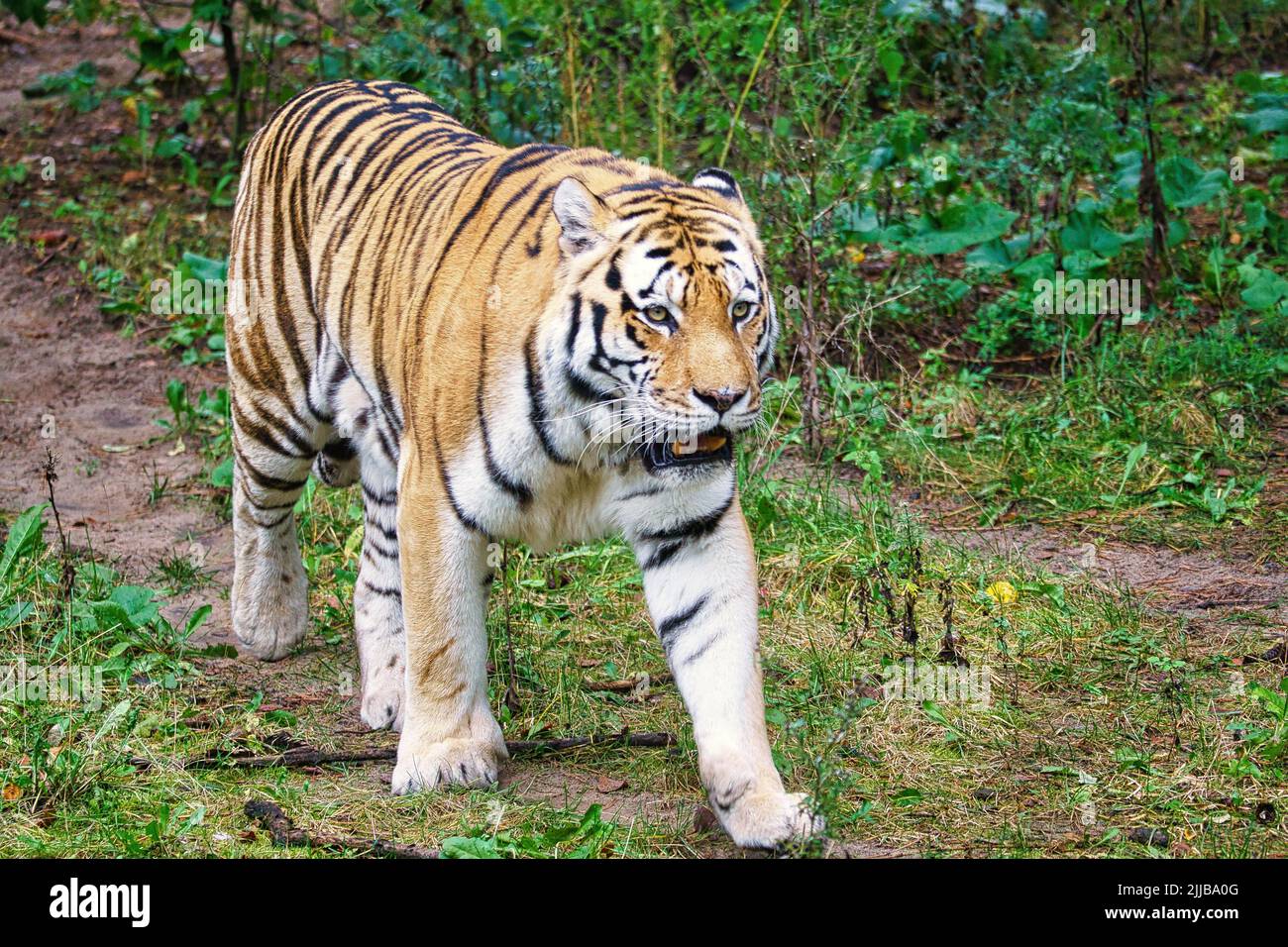 Siberian tiger. Elegant big cat. endangered predator. white,black ...