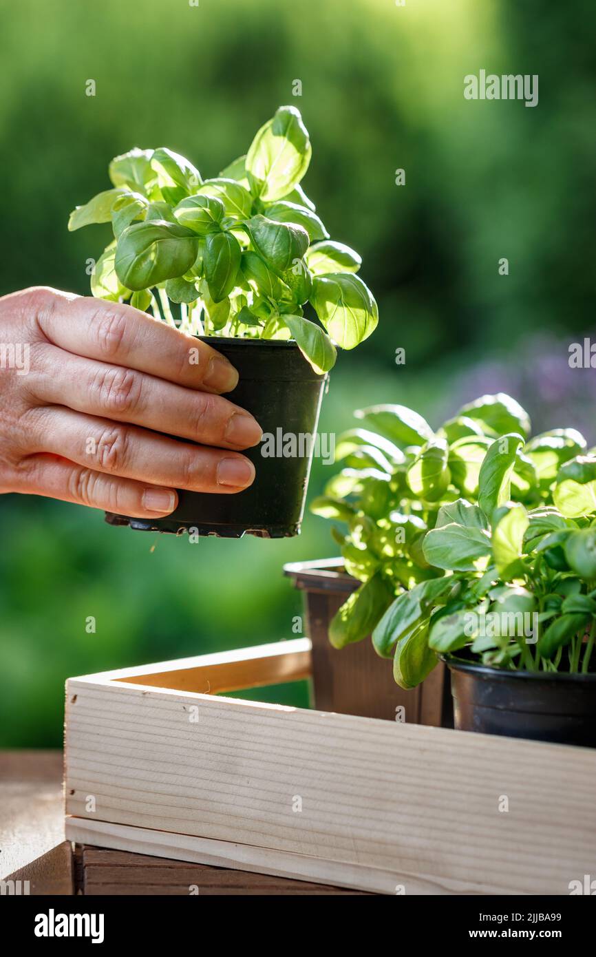 Farmer herbal garden hi-res stock photography and images - Alamy
