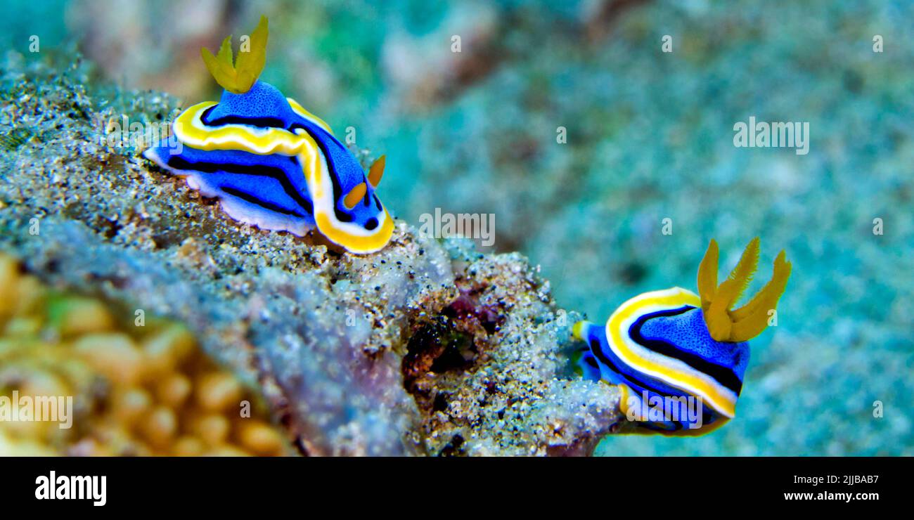 Elisabeths chromodoris hi-res stock photography and images - Alamy