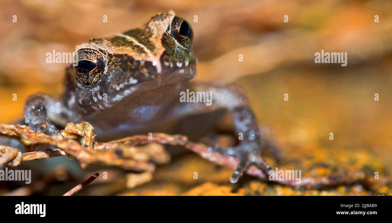 Tropical Frog, Tropical Rainforest, Marino Ballena National Park, Uvita ...