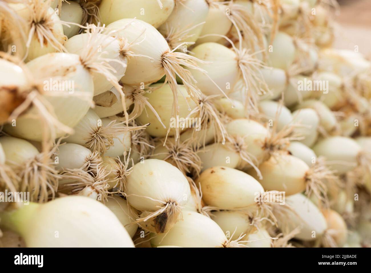 washed farm heads of onions Stock Photo - Alamy