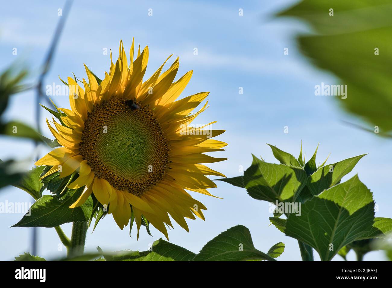 Sunflower shown individually on a sunflower field. Round yellow flower ...