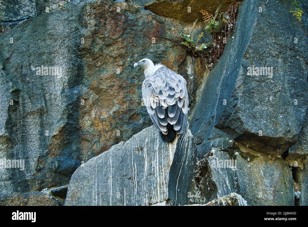 Portrait of a gray vulture. Large bird, gray, white feathers. Scavenger ...