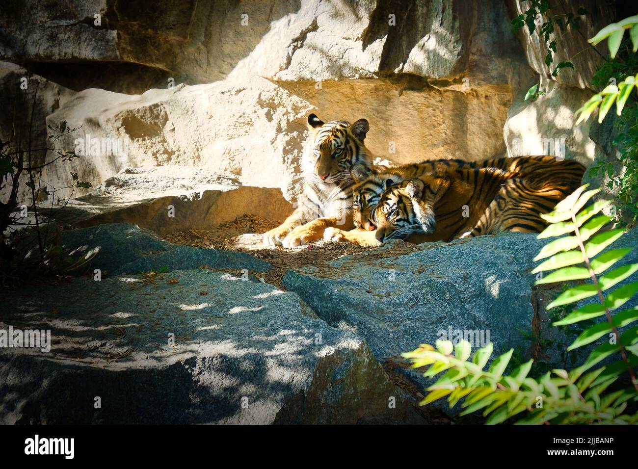 Three tiger cubs lying to rest. Striped fur of the elegant predators ...