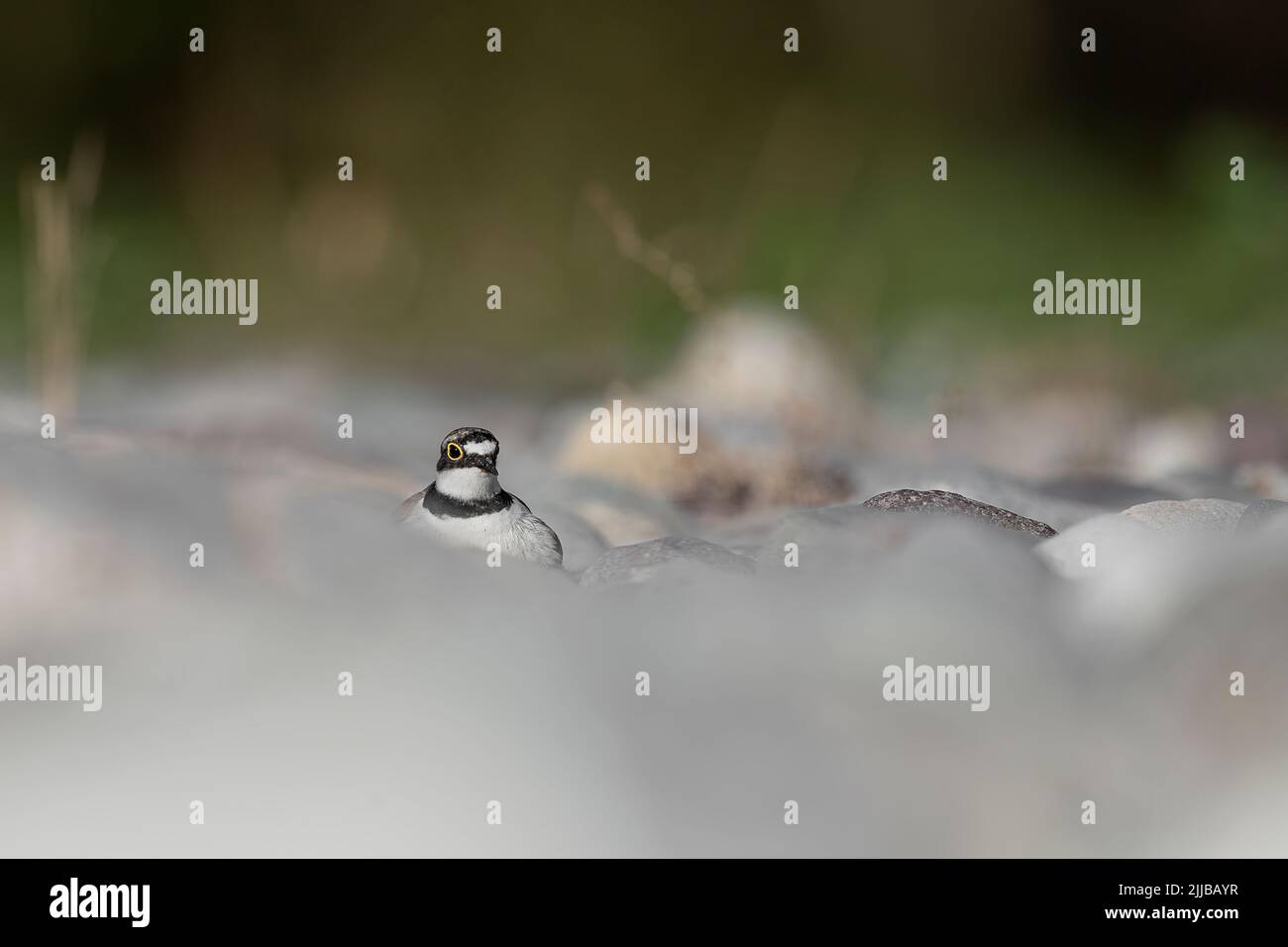Hatching, the little ringed plover female on nest (Charadrius dubius ...