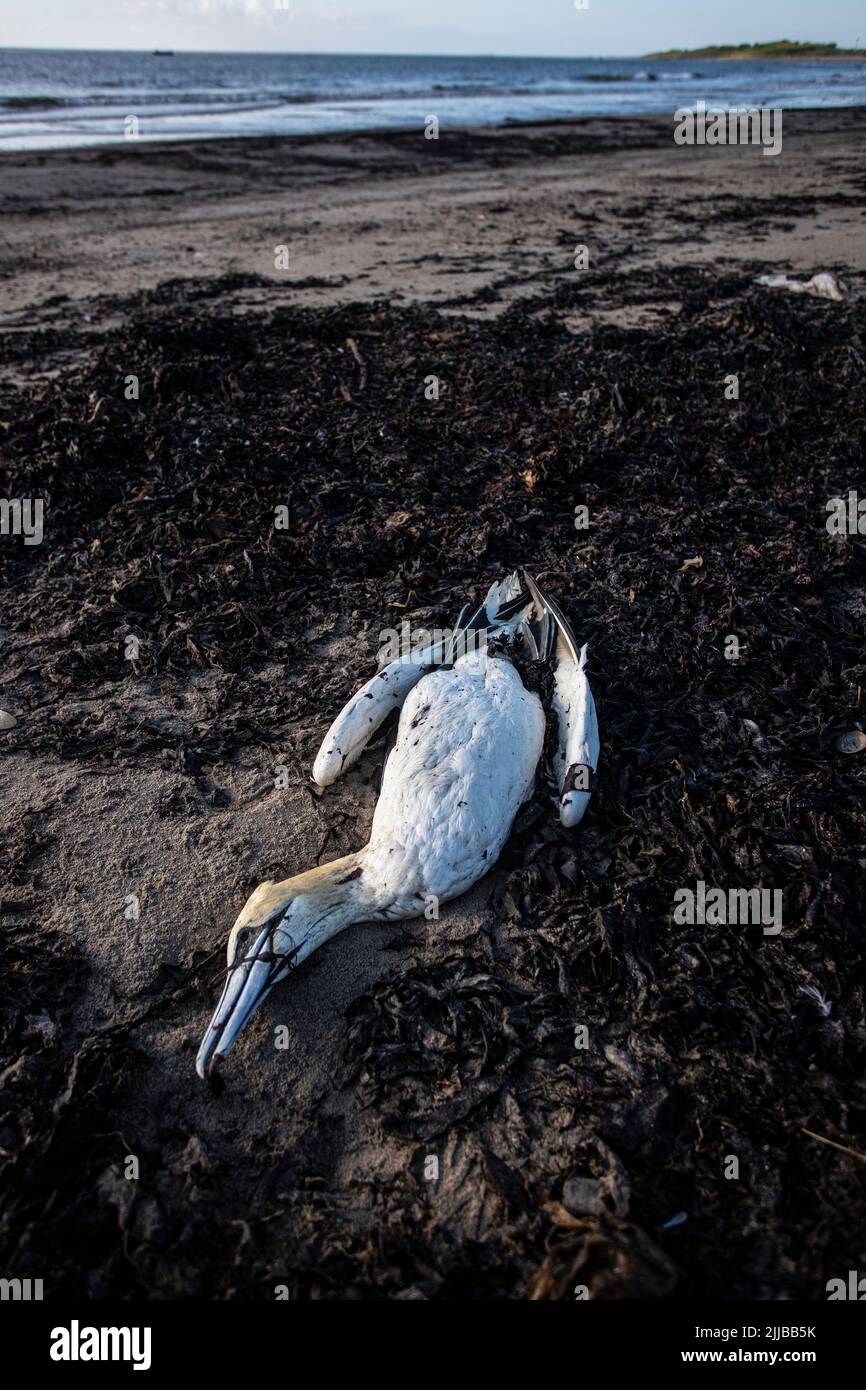 Dead seabird hi-res stock photography and images - Alamy