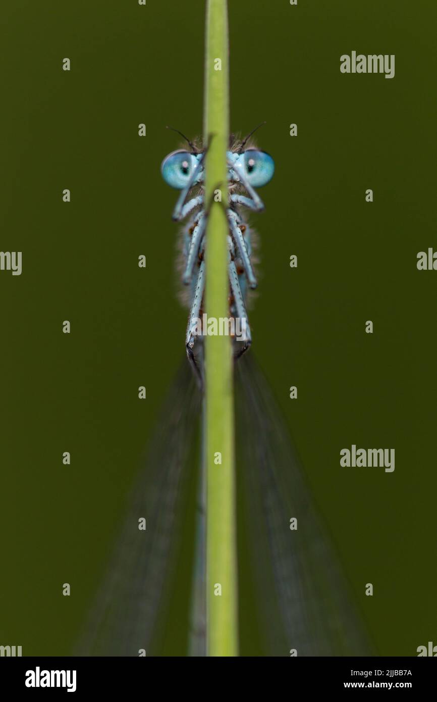 Azure damselfly Coenagrion puella, adult male, perched on stem ...