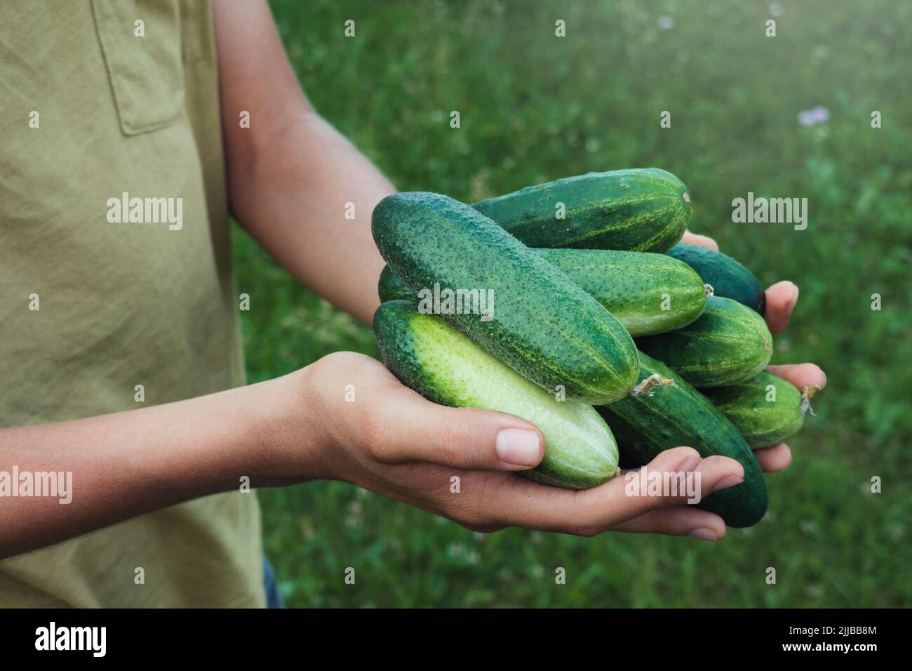 Hands holding fresh picked cucumbers. Teenager harvesting cucumbers in ...