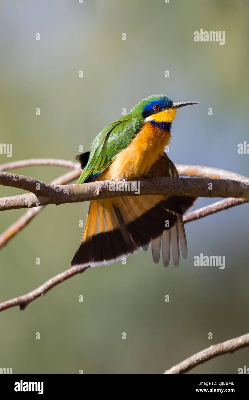 Blue-breasted bee-eater Merops variegatus, adult, perched on branches ...