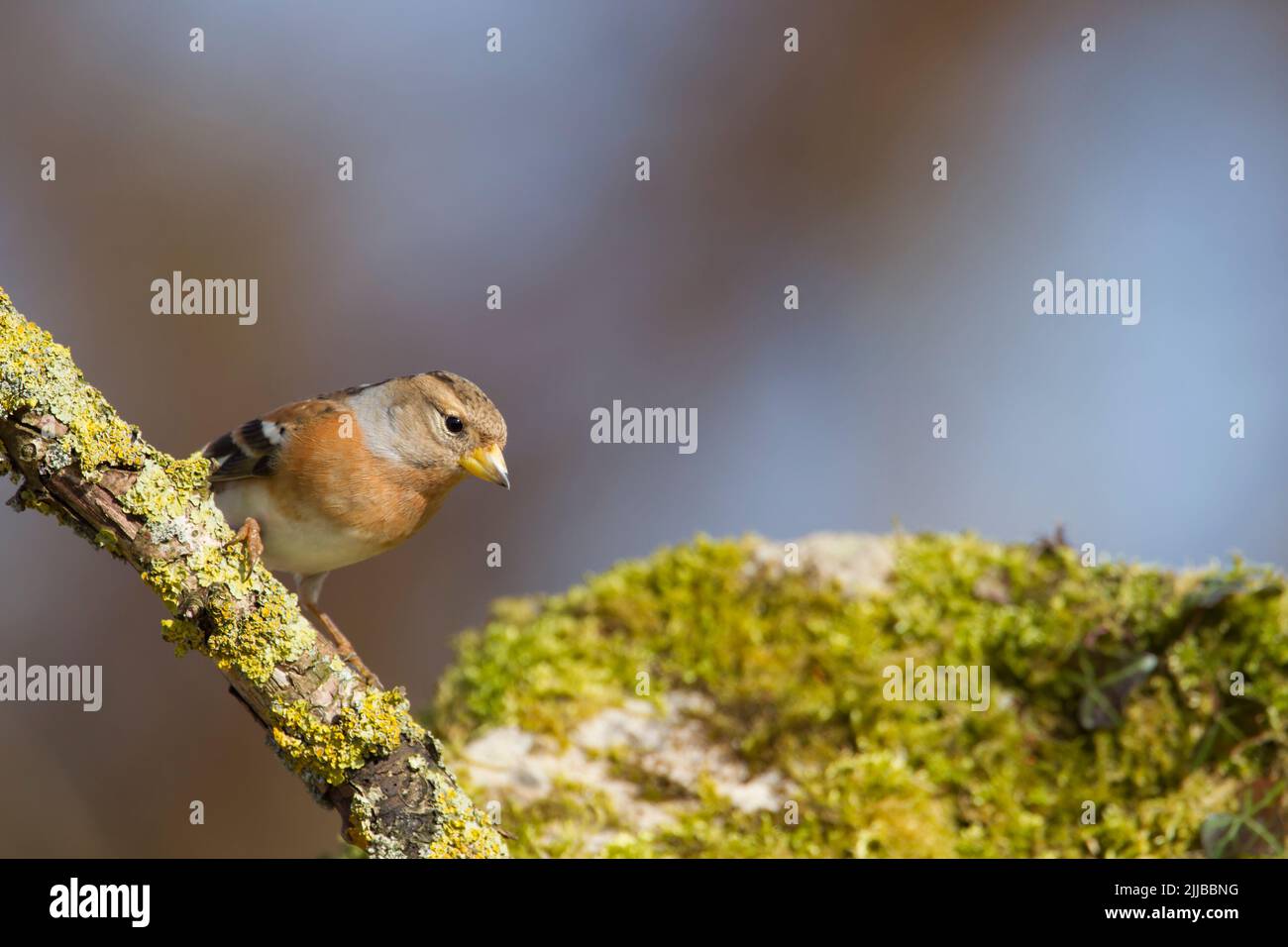 Brambling Fringilla montifringilla, winter female, perched on lichen ...