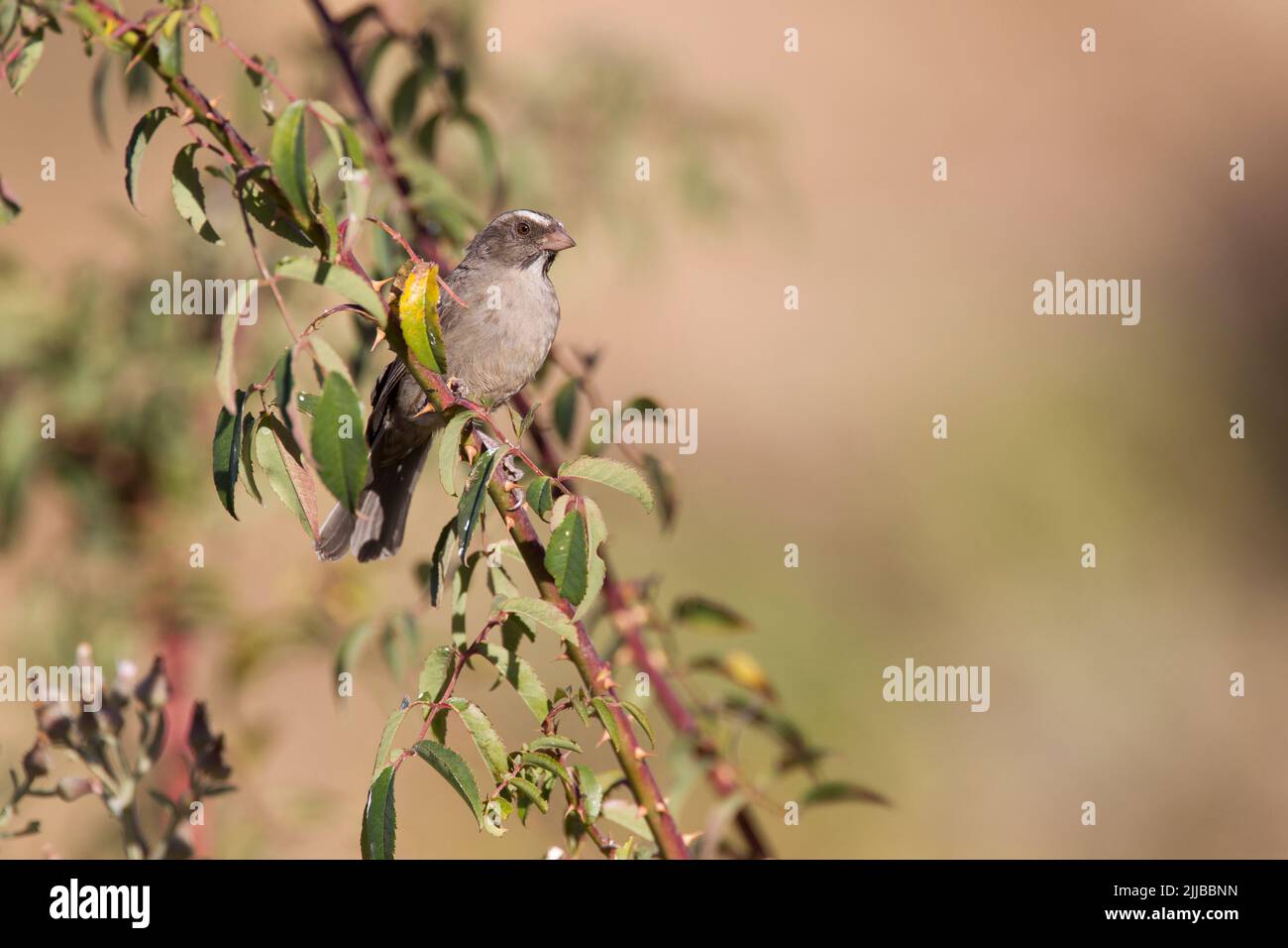 Ethio german hi-res stock photography and images - Alamy