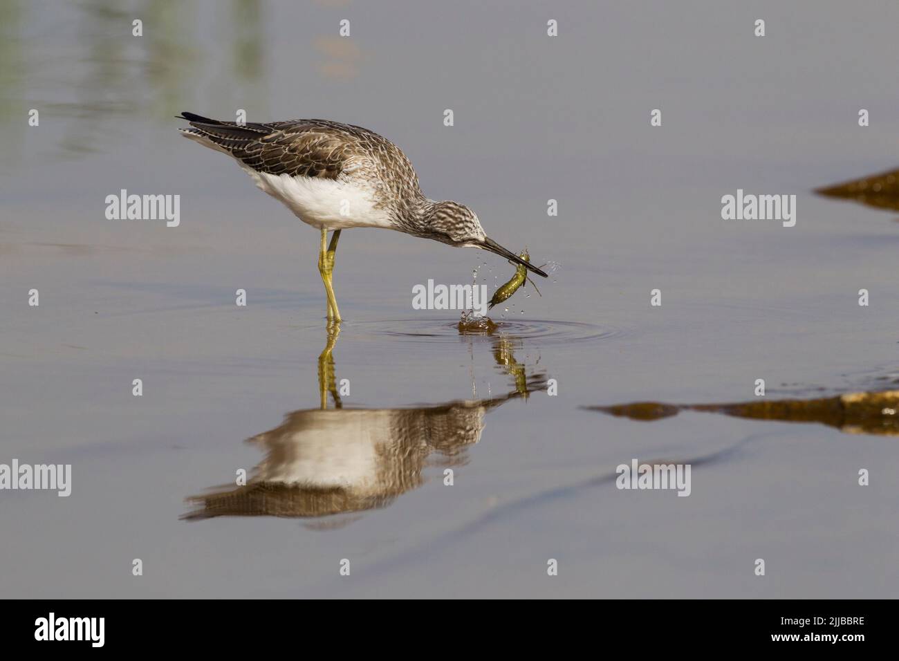 Common greenshank Tringa nebularia, spring migrant, catching dragonfly ...