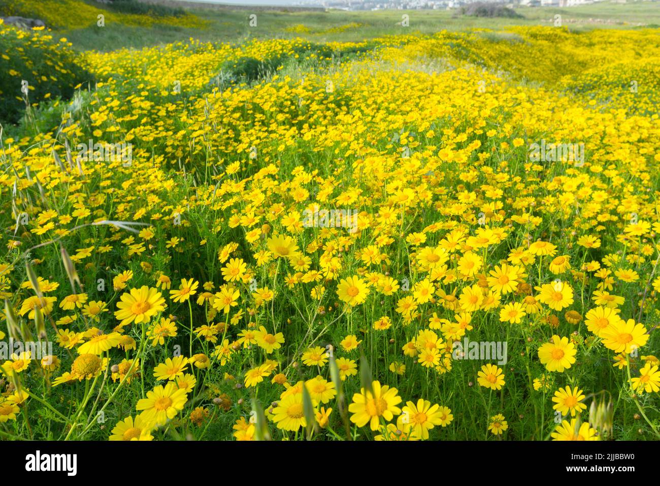Spring background with beautiful yellow flowers Stock Photo - Alamy