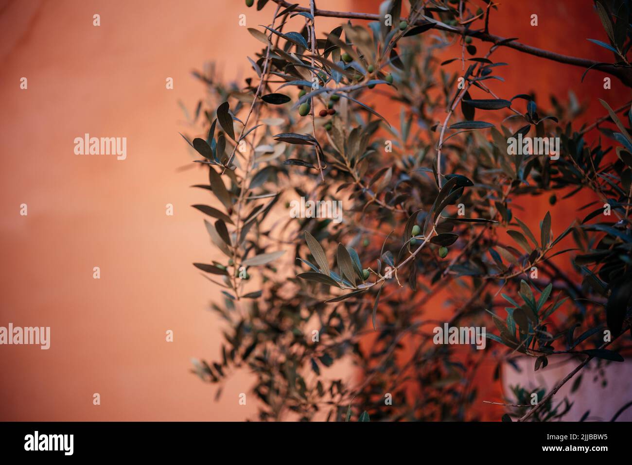 Olive tree branches at terracotta plaster wall background in Rome ...