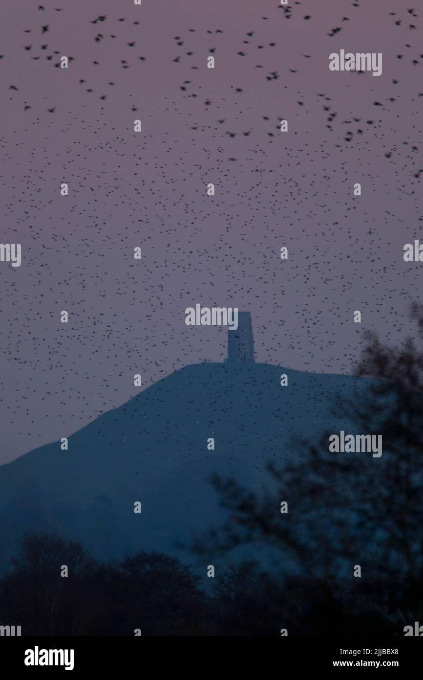 Avalon marshes glastonbury tor winter hi-res stock photography and ...