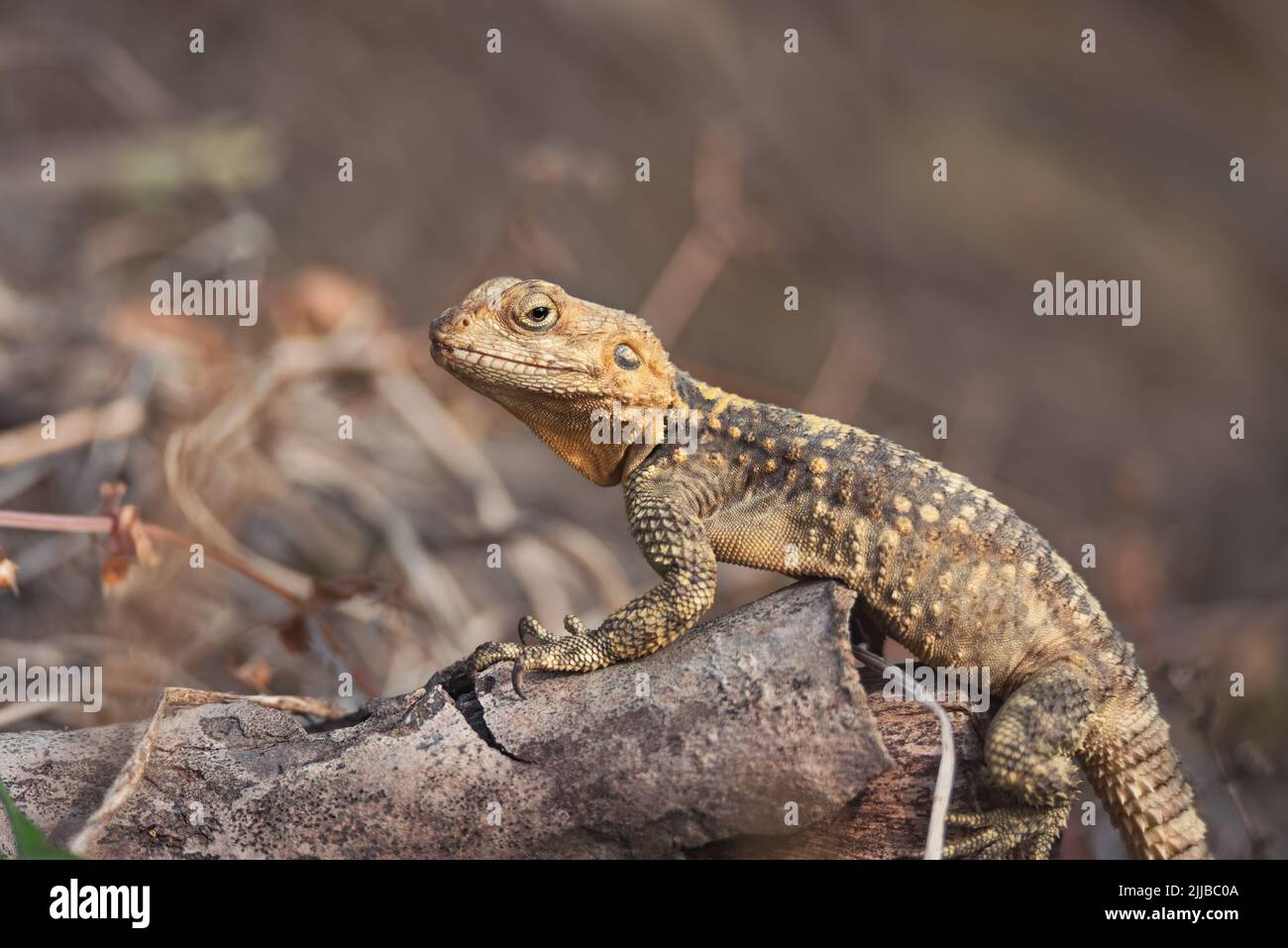 Fauna corfu hi-res stock photography and images - Alamy