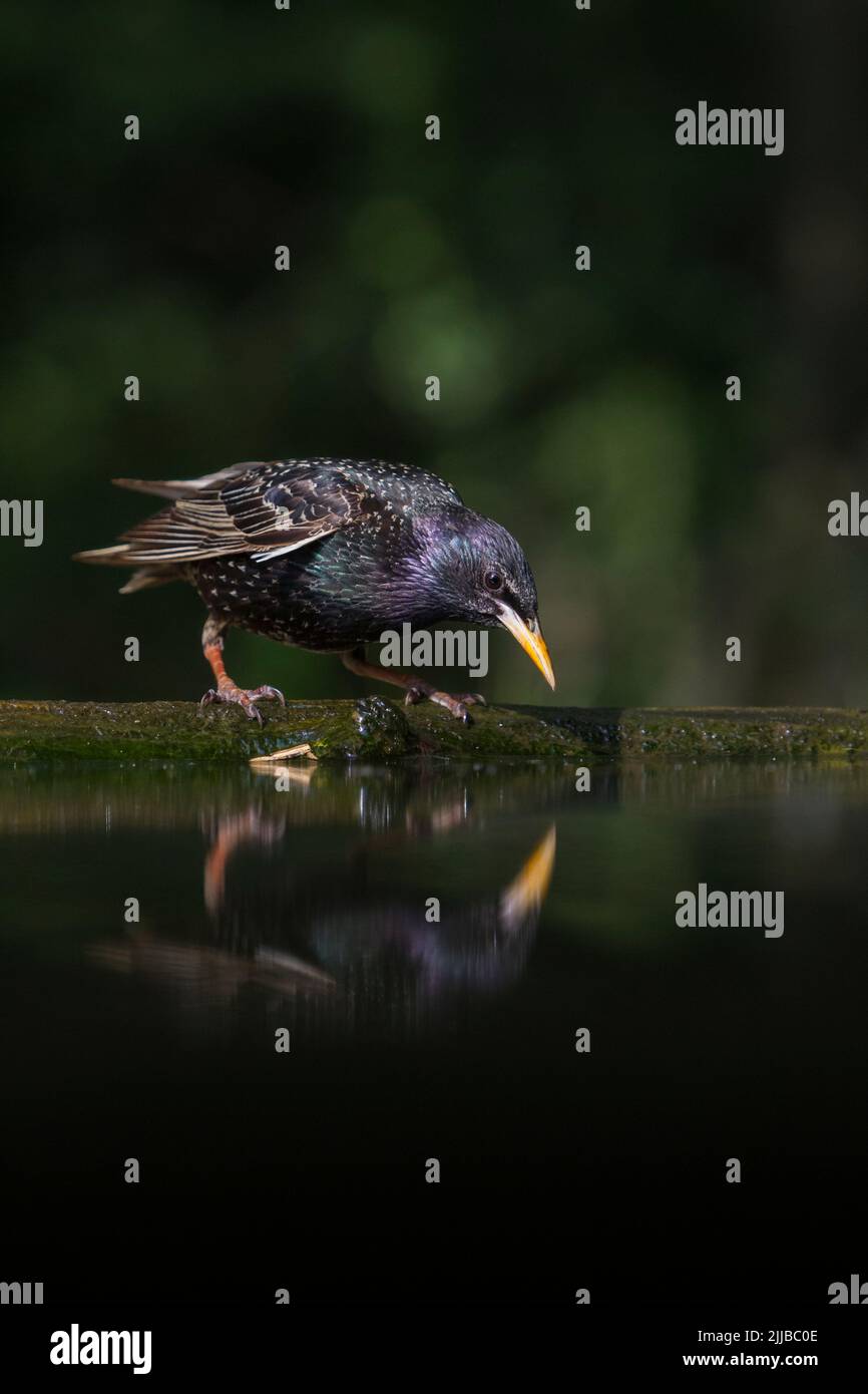 Common starling Sturnus vulgaris, adult drinking from woodland pool ...