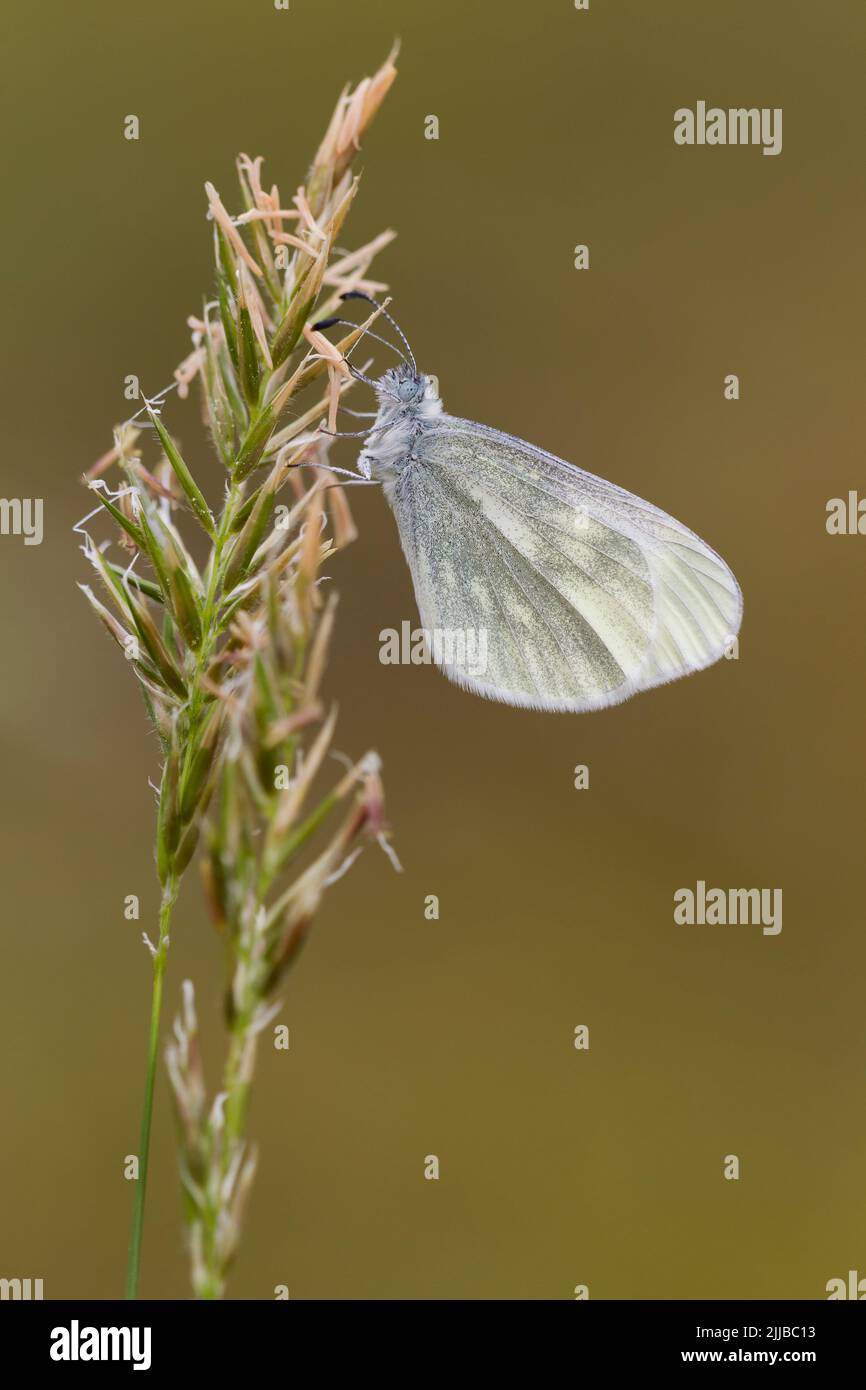 Cryptic wood white Leptidea juvernica roosting on grass ear, Raven ...