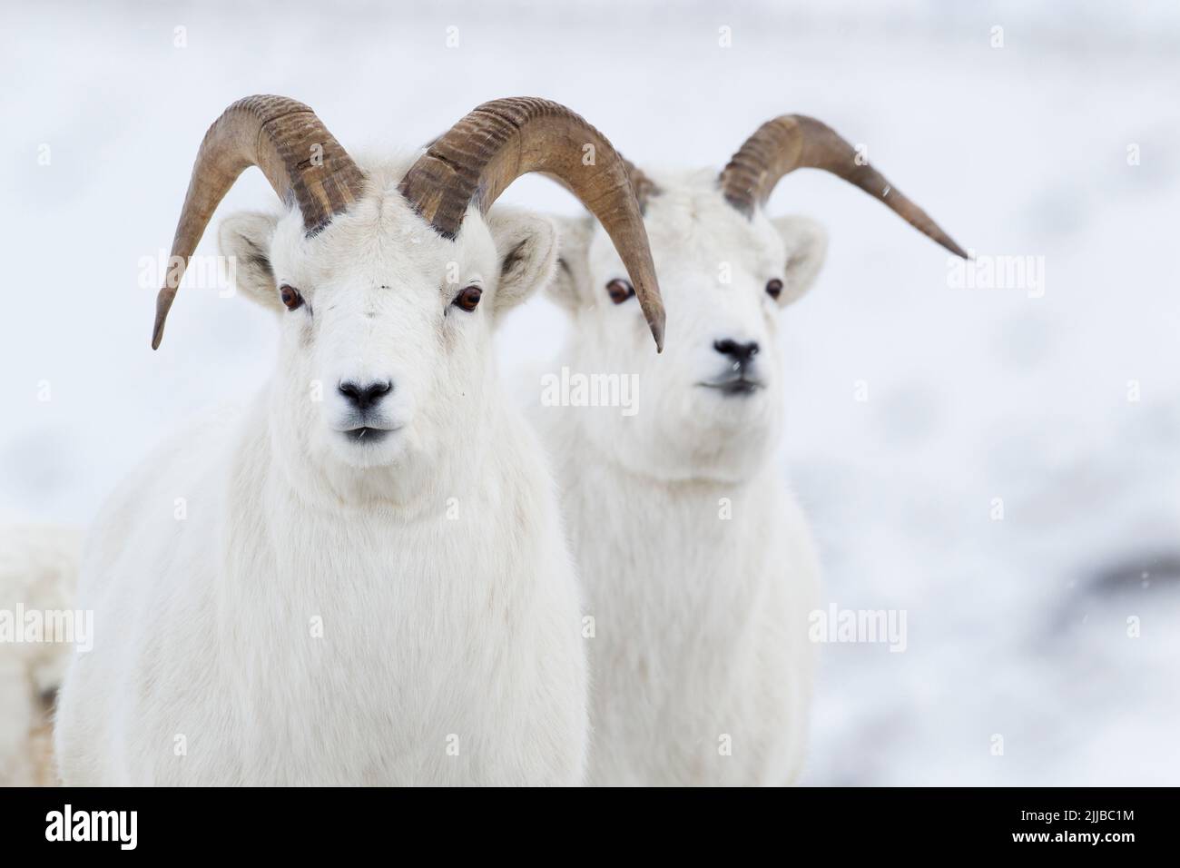 Dall sheep Ovis dalli, portrait in winter at Atigun Pass, Dalton ...