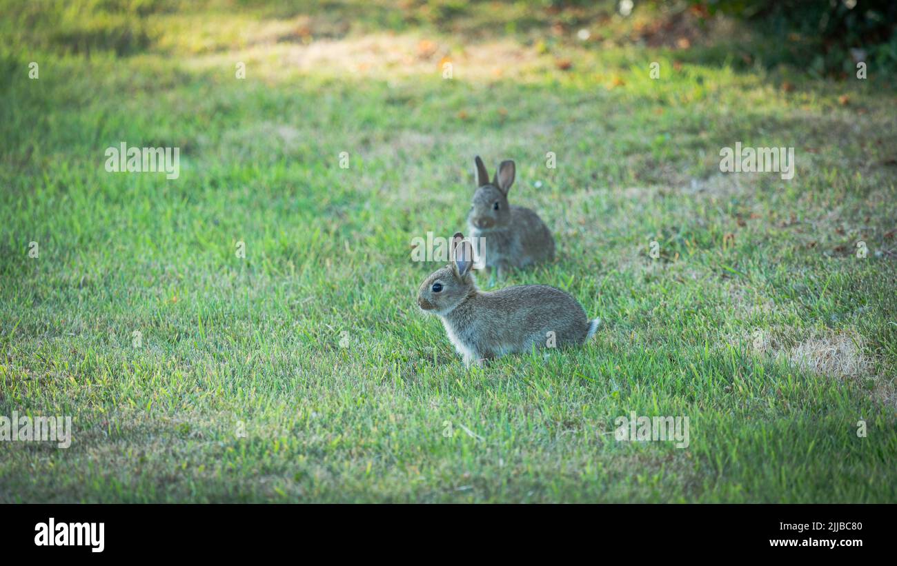 Two baby rabbits outdoors hi-res stock photography and images - Alamy