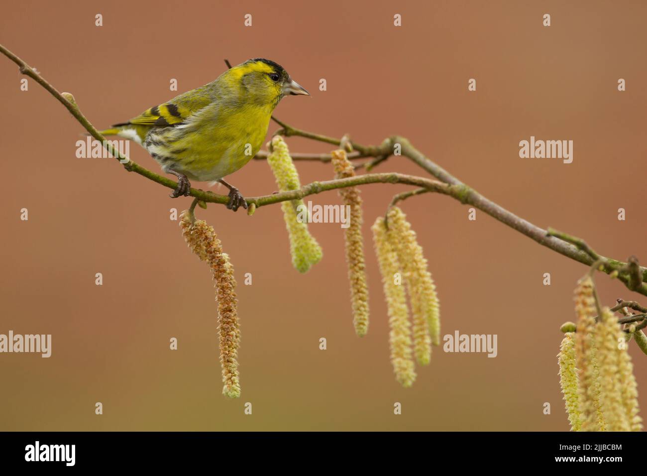 English black alder hi-res stock photography and images - Alamy